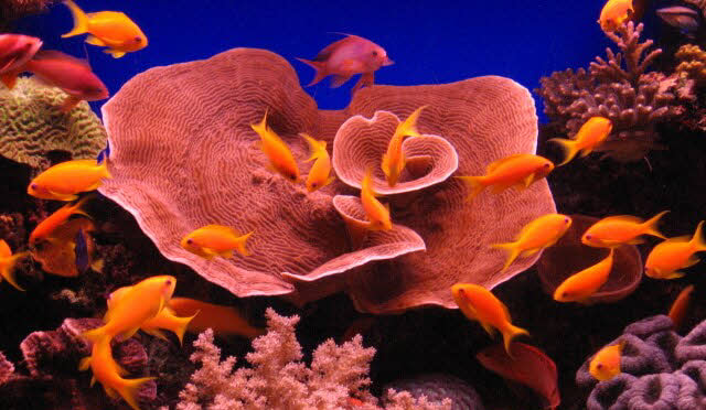 Using Spirulina For Fish Growth, Health and Reproduction